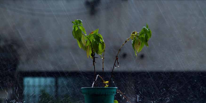 Essential Tips for Plant Care During the Rainy Season: A Gardener's ...